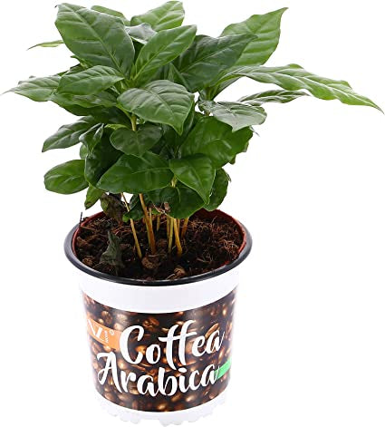 What is the Difference between Kaffir Lime and Regular Lime ...