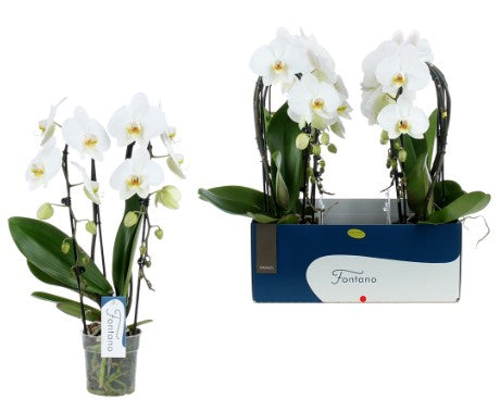 Real Live Phalaenopsis orchid Multi White Cascade 12Ø 45 cm 1-2 stem f ...