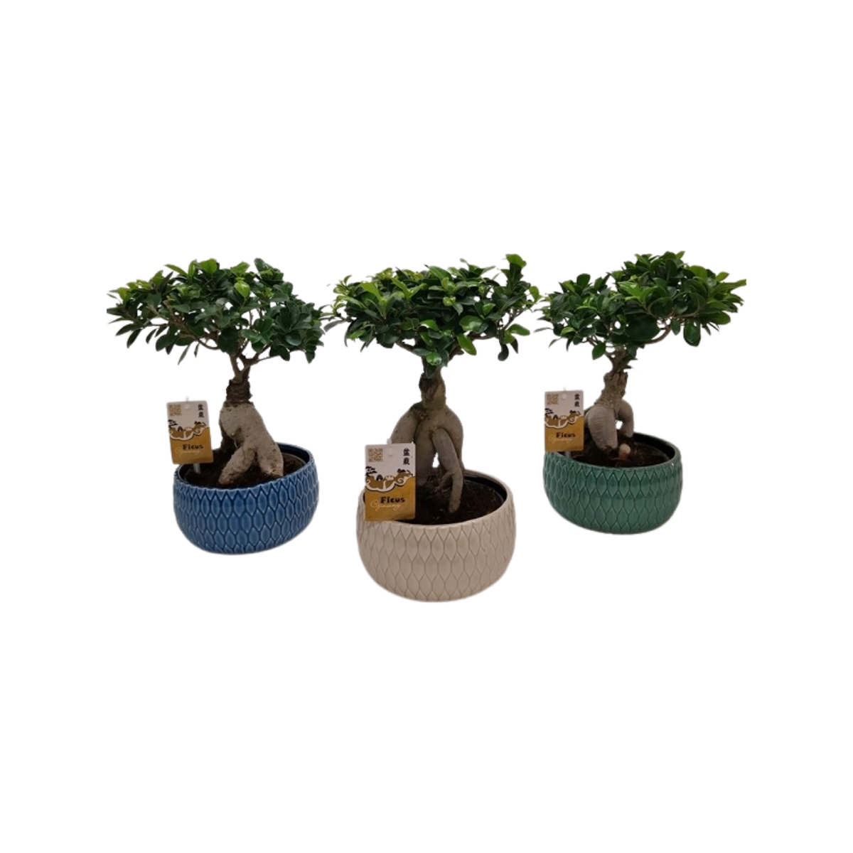 Ficus Tagged Bonsai Cambridge Bee