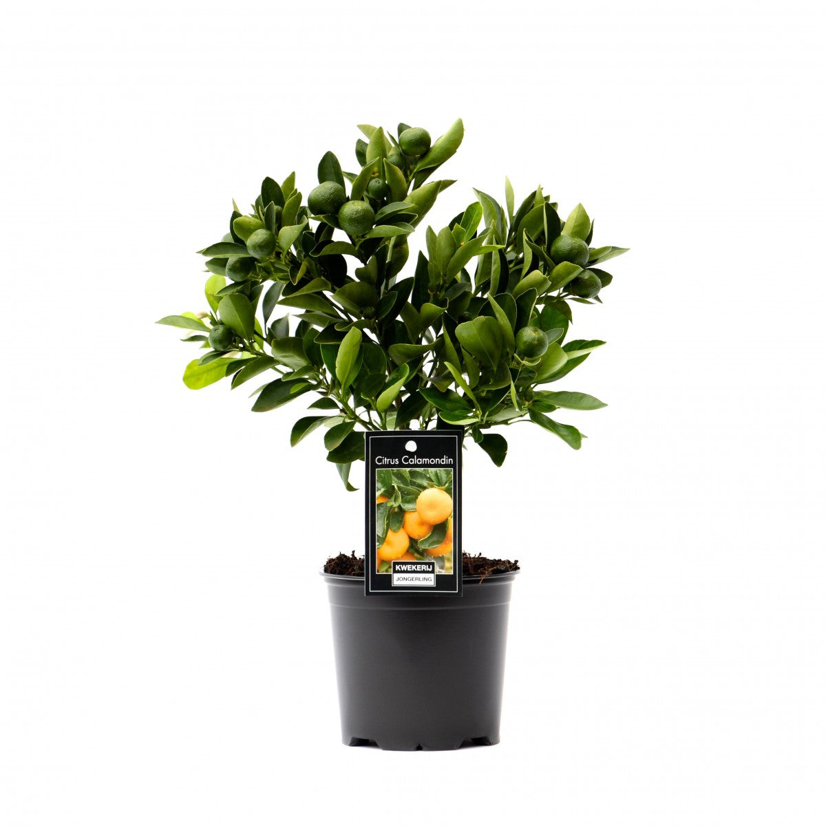 Buy online Rare unusual Citrus trees Tagged "tree" - Cambridge Bee